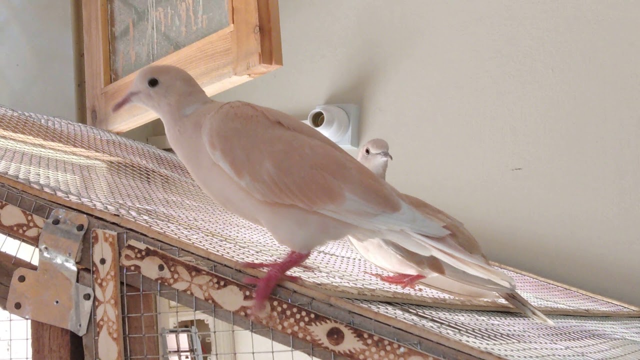 Khumray Birds - YouTube