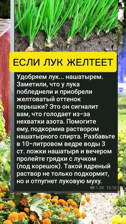 Лук желтеет #советы #огород #дача - YouTube