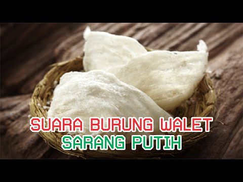 SUARA BURUNG WALET SARANG PUTIH - YouTube