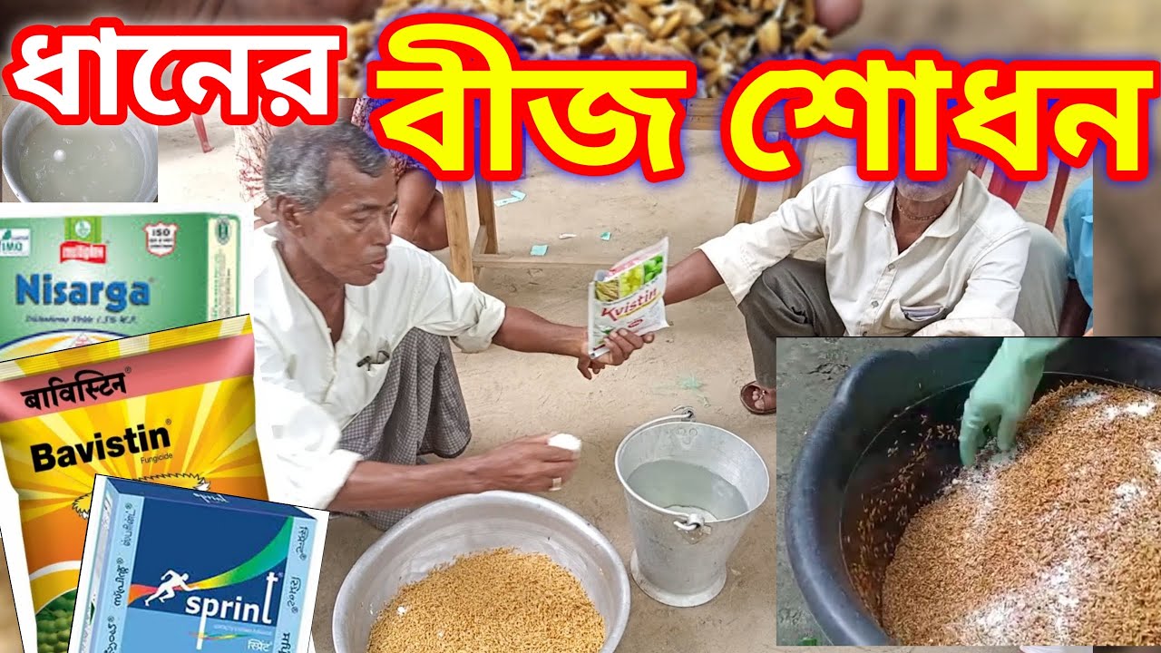 ধানের বীজ শোধন পদ্ধতি। Methods of Seed Treatment #Aman dhan # ...