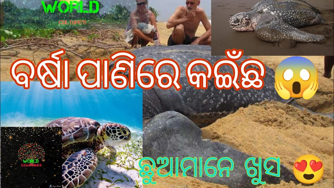 ପୋଖରୀରେ କଇଁଛ dhara chalichhe 😱 TORTOISE 🐢🐢🐢 ODISHA, INDIA - YouTube