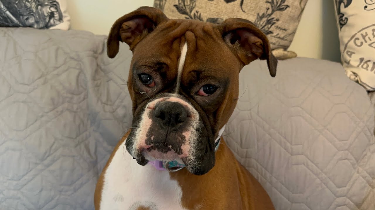 Good Morning from Boxer Astrid and Boston terrier Uriy ! - YouTube