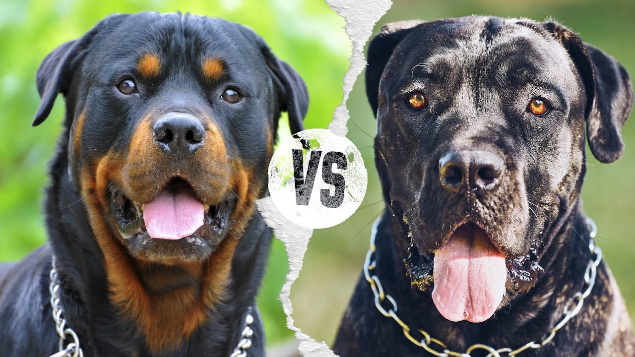 ROTTWEILER vs CANE CORSO [Cultura Peluda] - YouTube