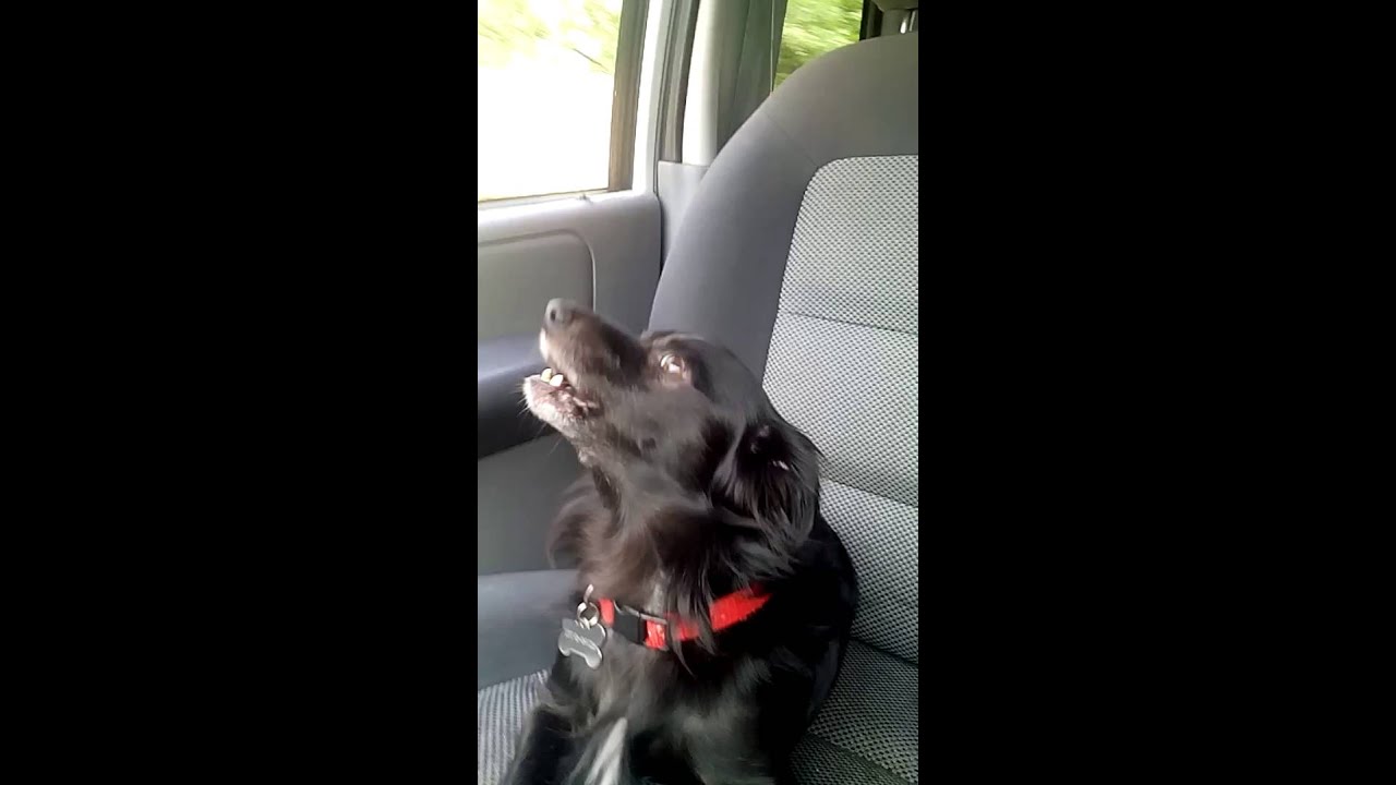 Cute Funny Talking Dog from Sacramento, Ca - YouTube