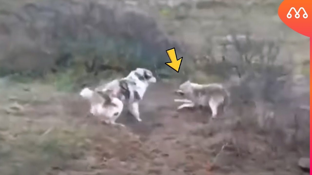 Northwestern Wolf vs Central Asian Shepherd (Alabai) - Bestiary