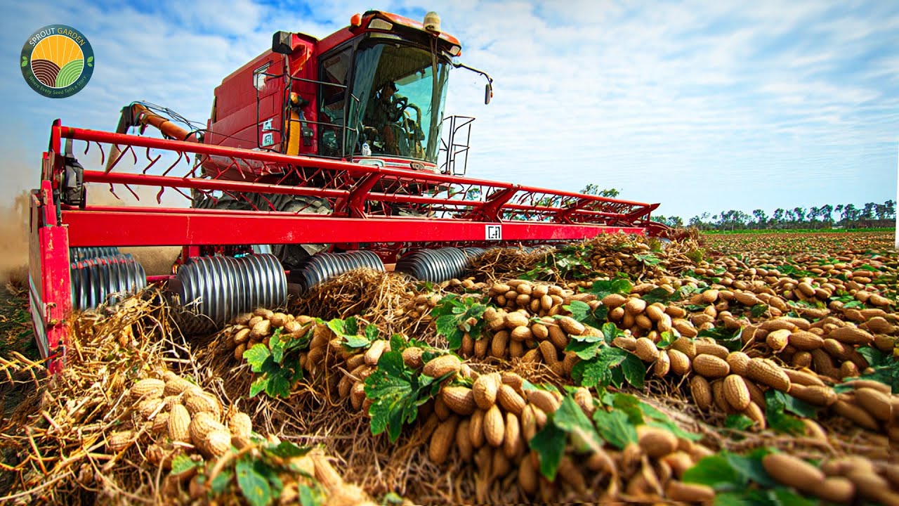 How Farmers Harvest and Process Millions of Tons of Peanuts for Peanut ...
