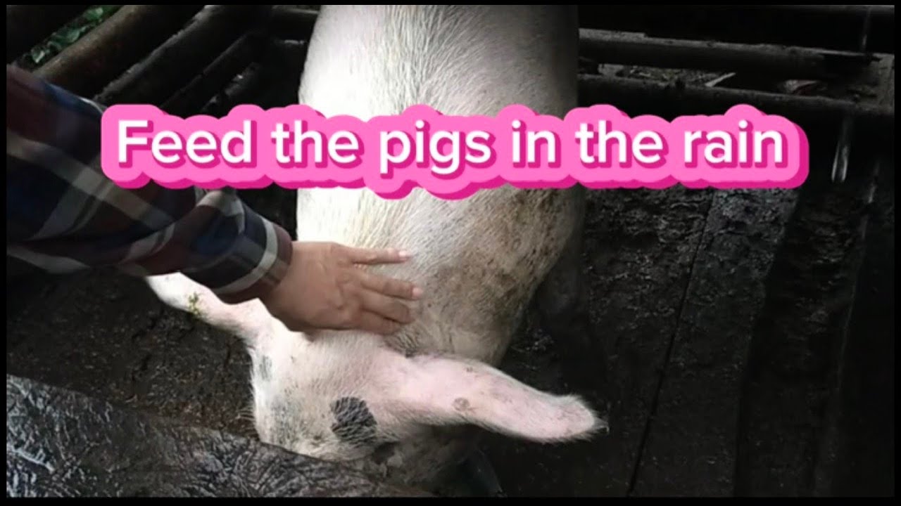 Feed the pigs in the rain - YouTube