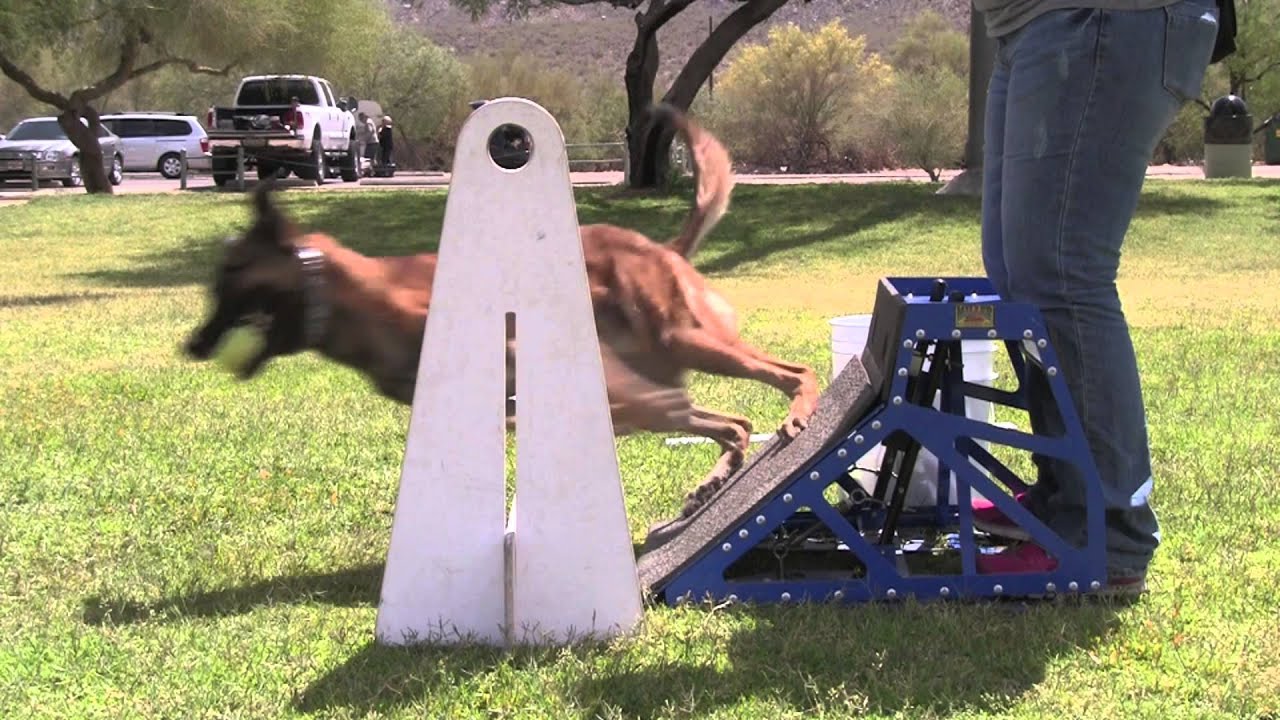 Felix Flyball Box Work - YouTube