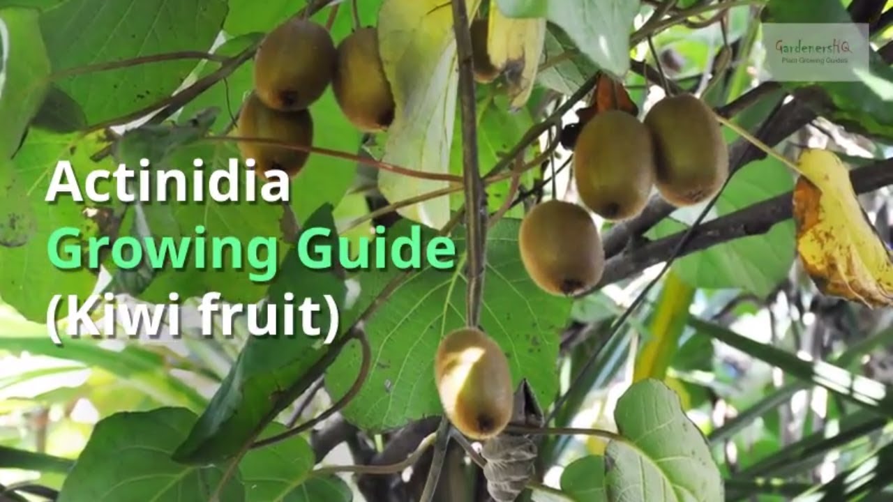 Actinidia growing Guide - YouTube