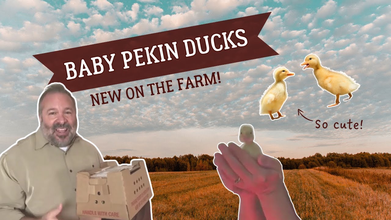 How We Set Up Our Pekin Ducklings’ New Home on the Farm - YouTube
