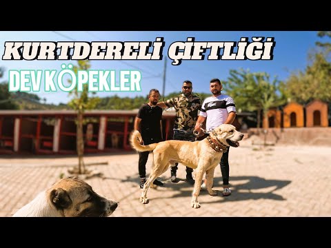 KURTDERELİ MALİKANESİNDE DEV KÖPEKLER.