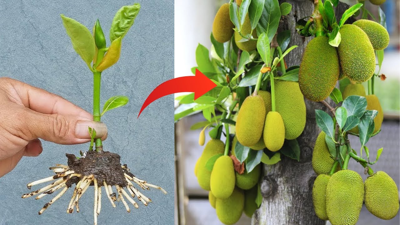 Jackfruit propagation technique using branches with vitamin C helps the ...