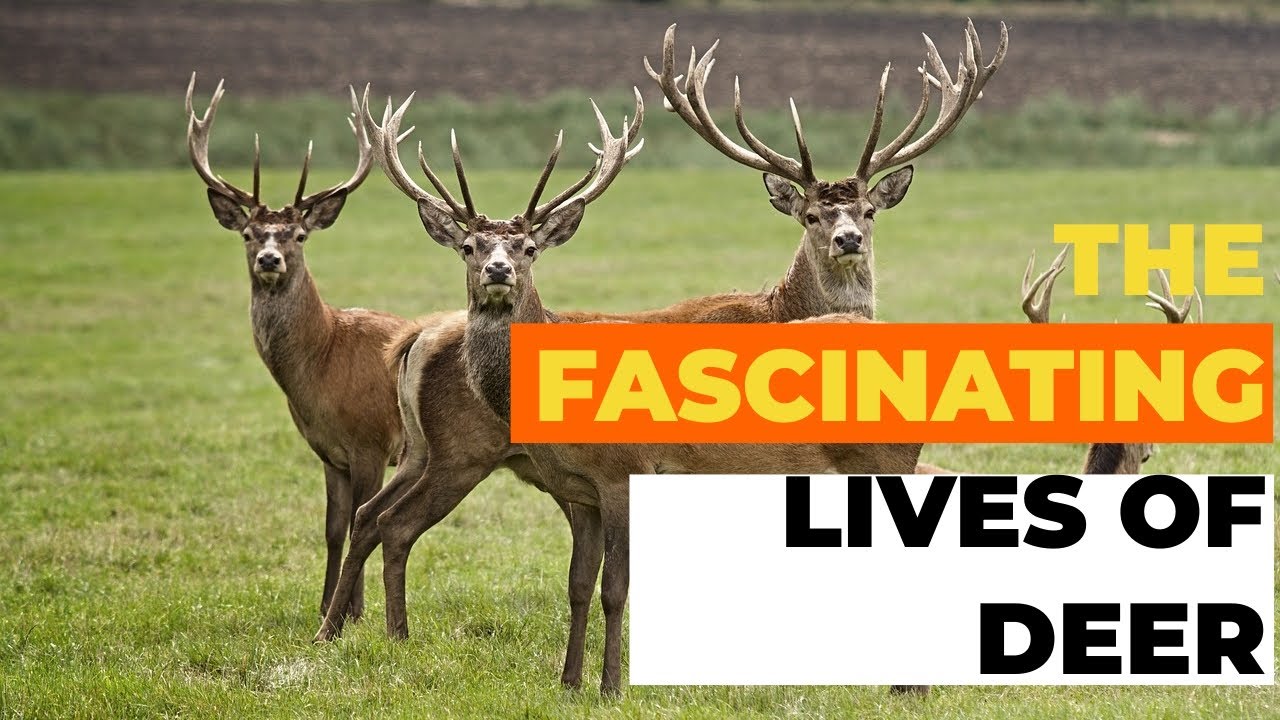 Animal Facts: The Graceful Deer - Unique Traits & Advantages | Animal ...