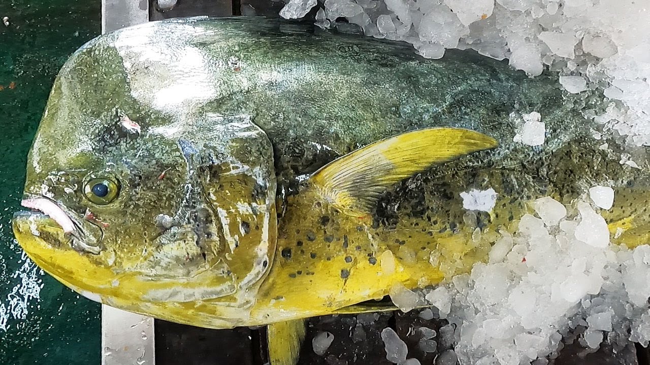 How to Fillet Monster Dolphin Fish to Luxurious Sashimi - YouTube