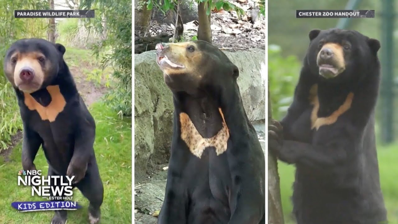Have you seen a sun bear? What you need to know about these bears ...