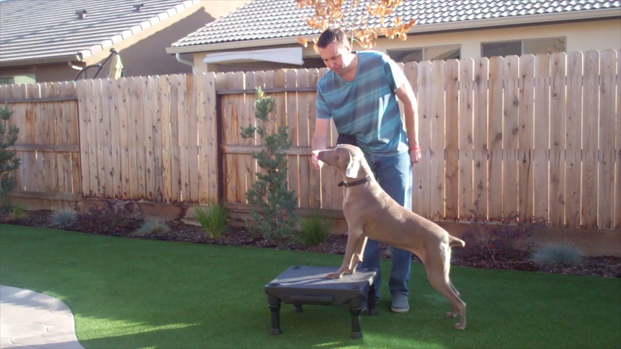 Training Your Dog to Pray - YouTube