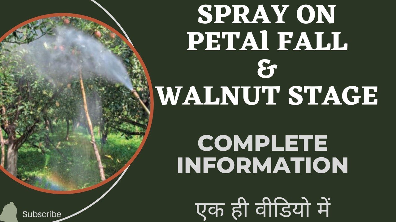 ||Petal Fall/Pea Stage और Walnut Stage पर कौन सी स्प्रे करे?Nauni ...