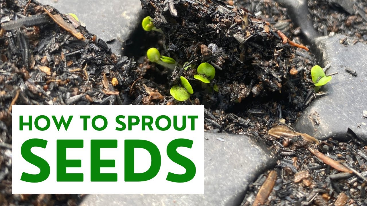 Ways to SPROUT SEEDS (Easy Guide) | Carlo The Farmer - YouTube