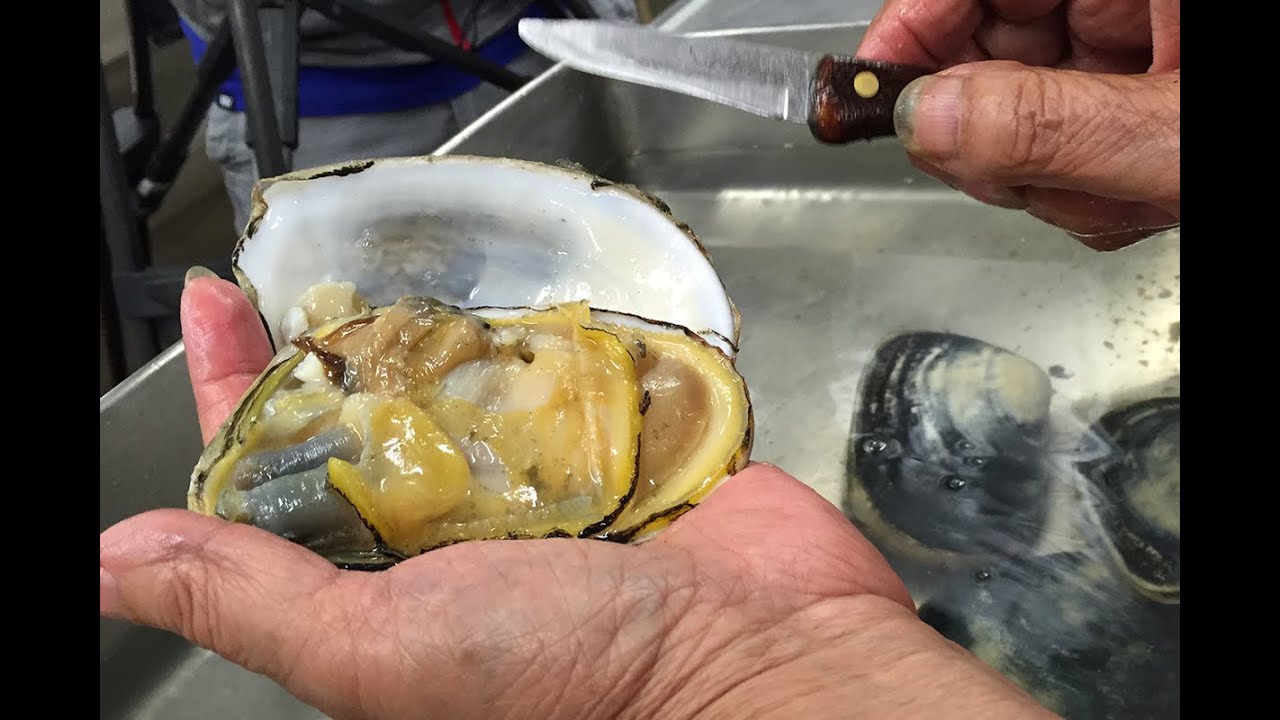 Toheroa - Ngāi Tahu Mahinga Kai - YouTube