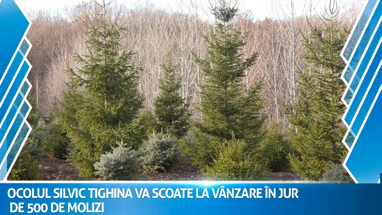 Ocolul silvic Tighina gata de sărbători În jur de 500 de molizi scoși ...