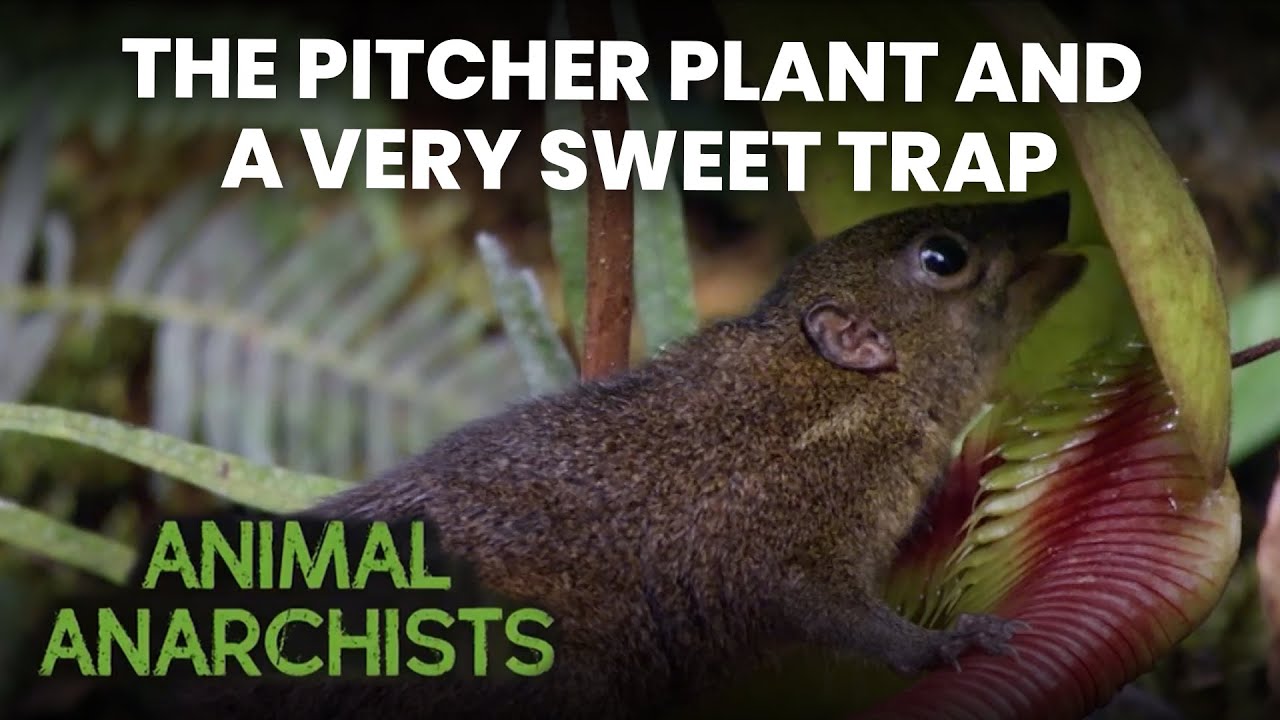 The Pitcher Plant and a Very Sweet Trap | Animal Anarchists (S1E19 ...