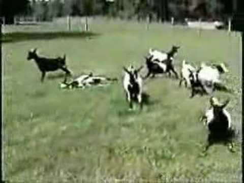 Funny Fainting Goat Video - Cute & Awesome Animals! - YouTube