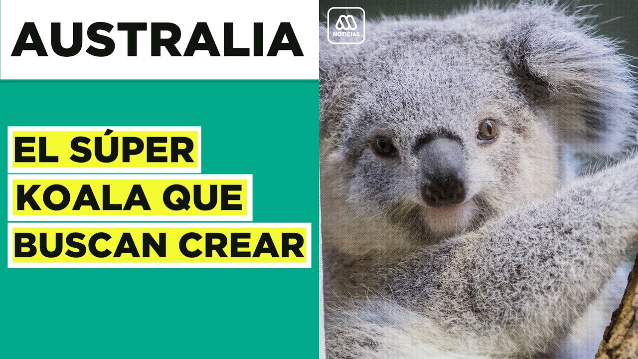 El súper koala que quiere "crear" Australia - YouTube