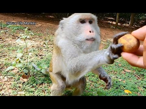 Update: i found monkey Aliza(mom Kiko) left Carbzila group long time no ...