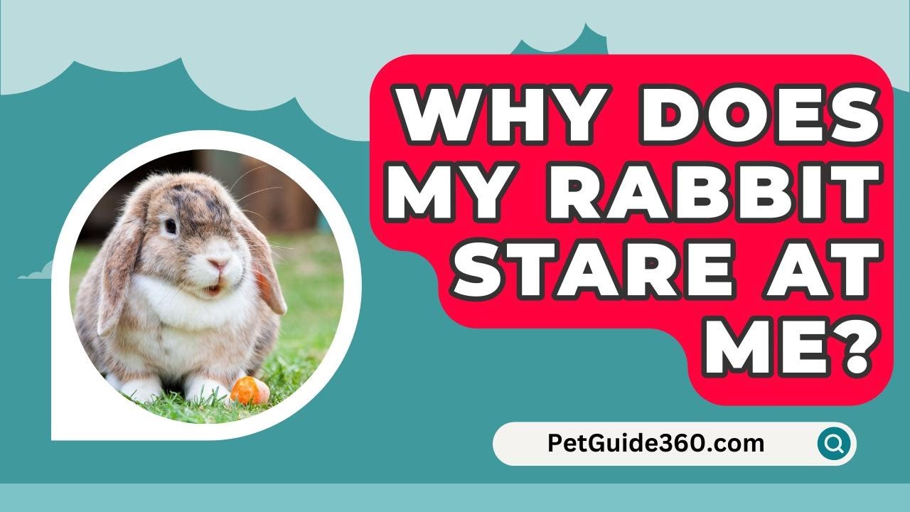 Why Does My Rabbit Stare At Me? - PetGuide360.com - YouTube