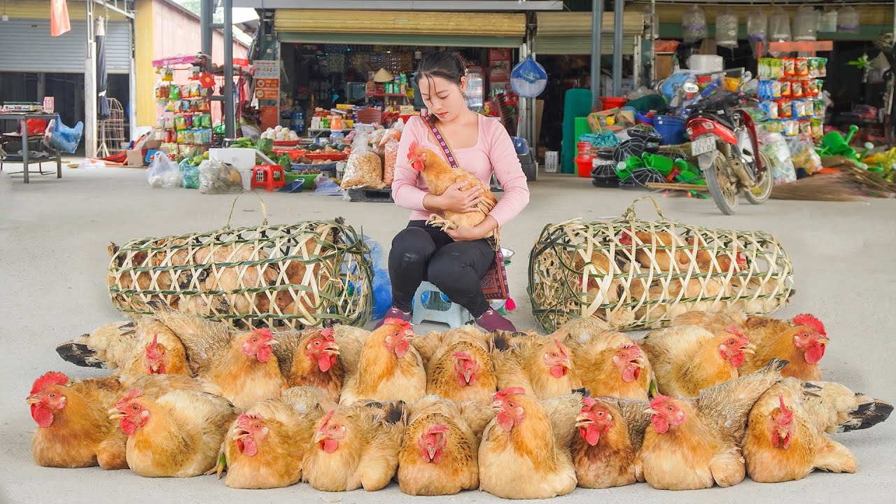 Harvesting Many Chicken (Hen) Goes To Countryside Market Sell - Take ...