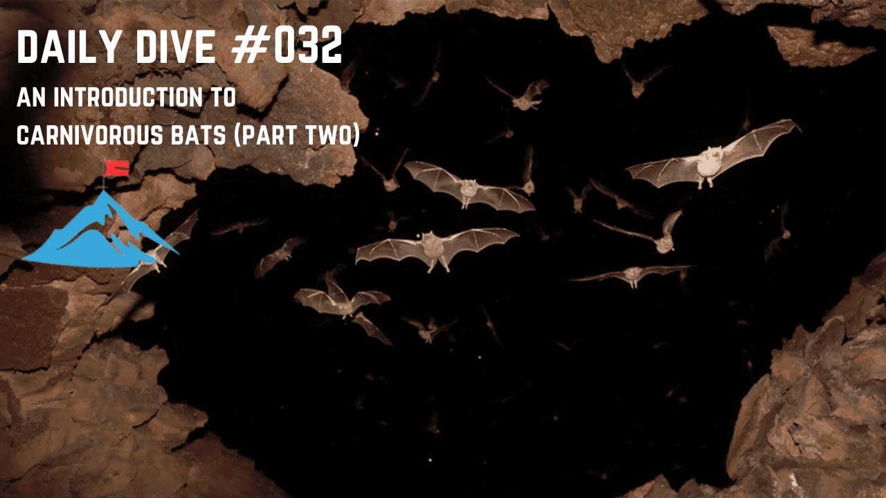 Daily Dive # 032 Part Two | An Introduction to Carnivorous Bats - YouTube