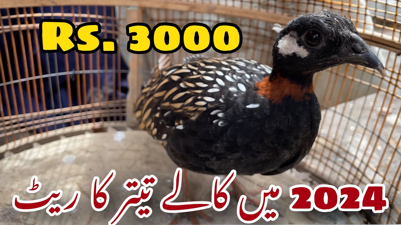 Kala teetar ka rate 2024 price - YouTube