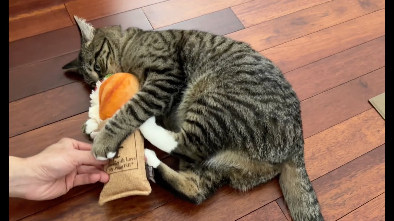 Got My Cat a Sub Sandwich Made From His Bakery - YouTube