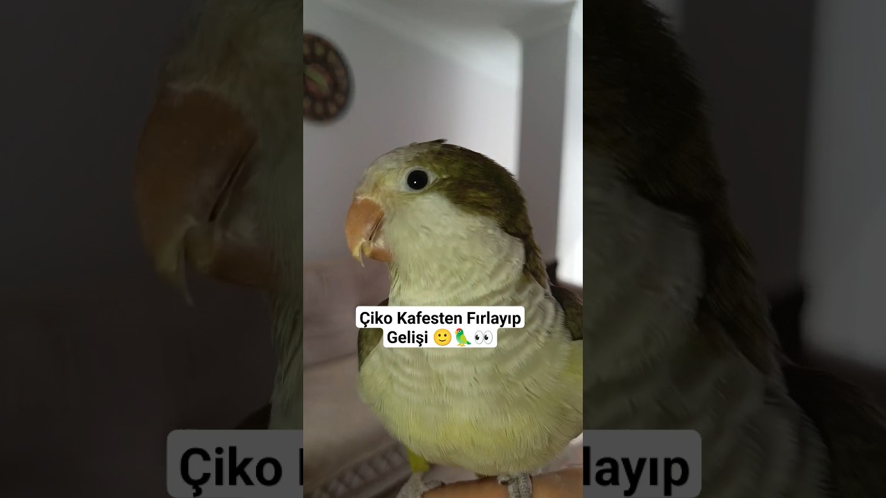 Monk Papağanı Çiko Kafesinden Fırlayıp Gelişi #papağan #parrot # ...