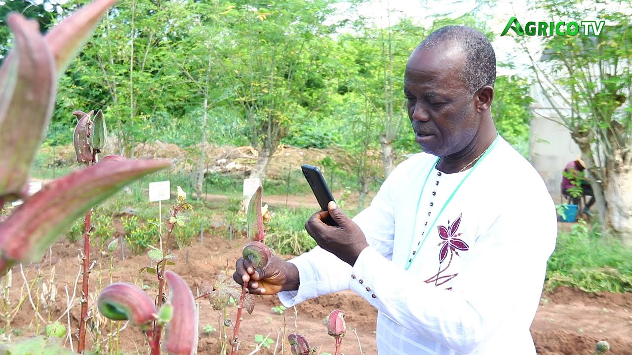 FORMATION DES SEMENCIERS MARAÎCHERS DU BENIN - YouTube