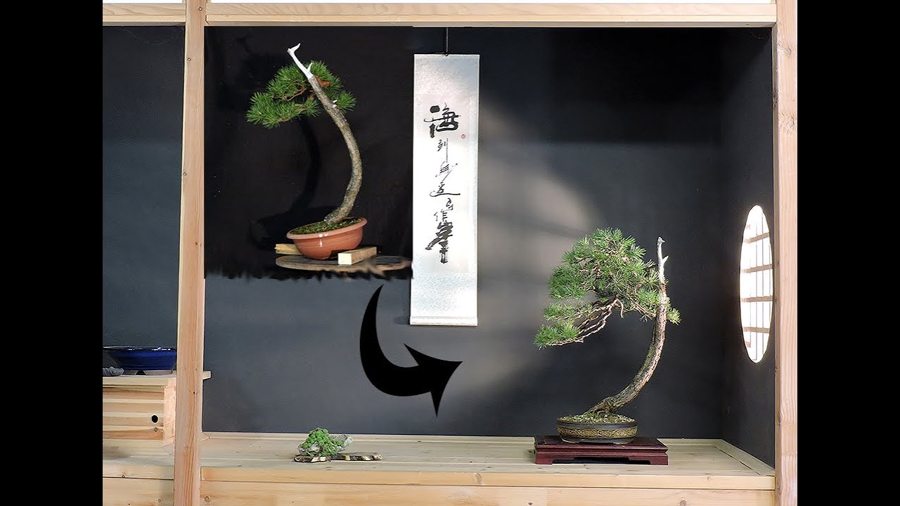 Pine Time Lapse - YouTube