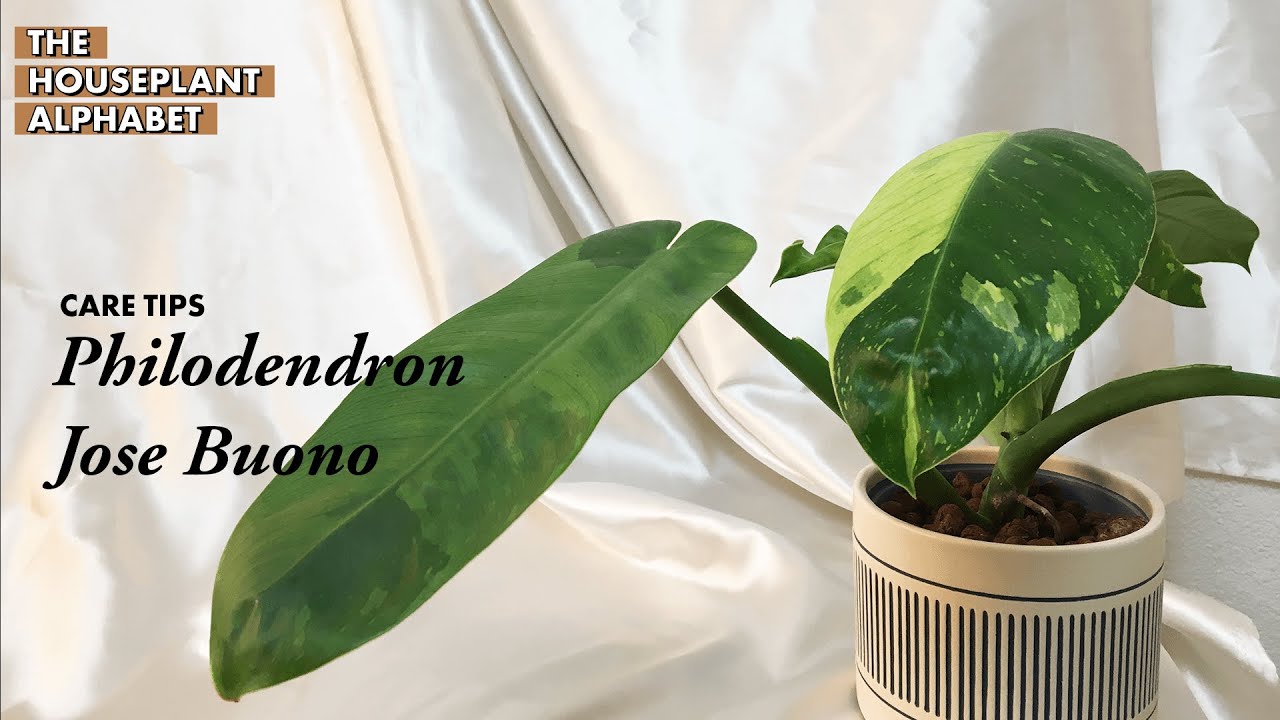 Philodendron Jose Buono Plant Care Tips | The Houseplant Alphabet - YouTube