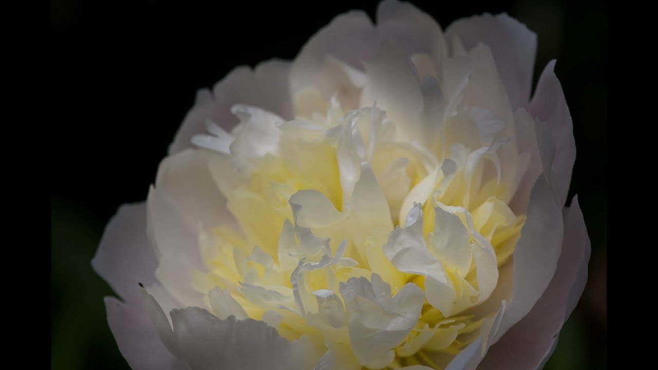 Processing a Macro flower with ON1 Photo Raw 2023 - YouTube