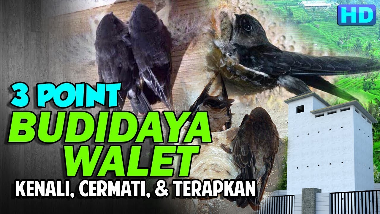 Ketahuilah 3 Point Ini Sebelum Memulai Usaha Sarang Burung Walet - YouTube