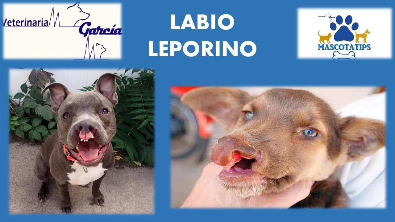 ¿LABIO LEPORINO EN PERROS Y GATOS?? - YouTube