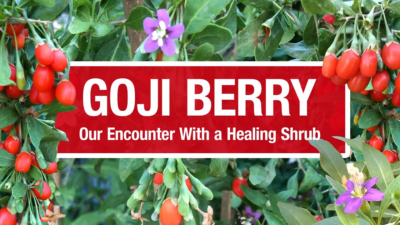 Goji Berry – Our Encounter with a Healing Shrub 枸杞：我們與療癒灌木的相遇 - YouTube