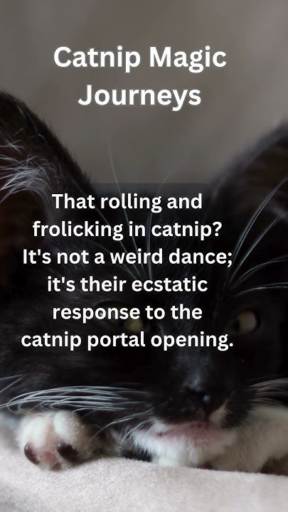 Catnip Magic Journeys - YouTube