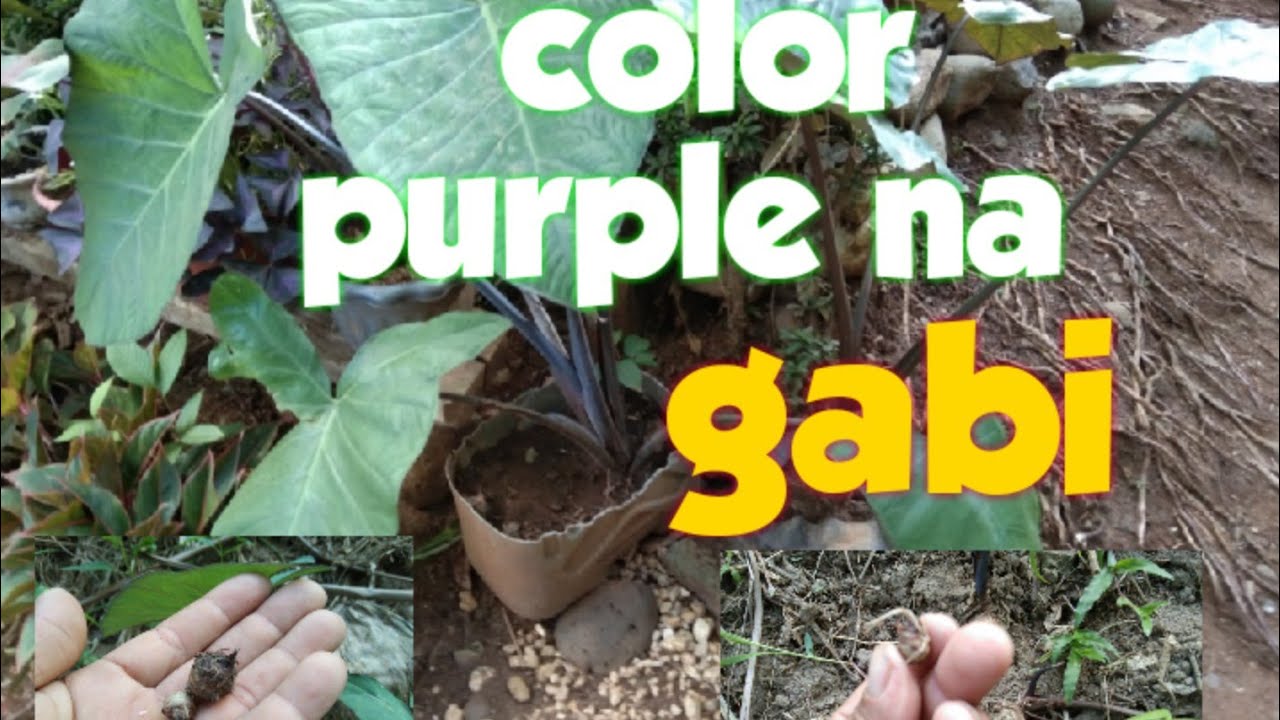 COLOR PURPLE NA GABI - YouTube