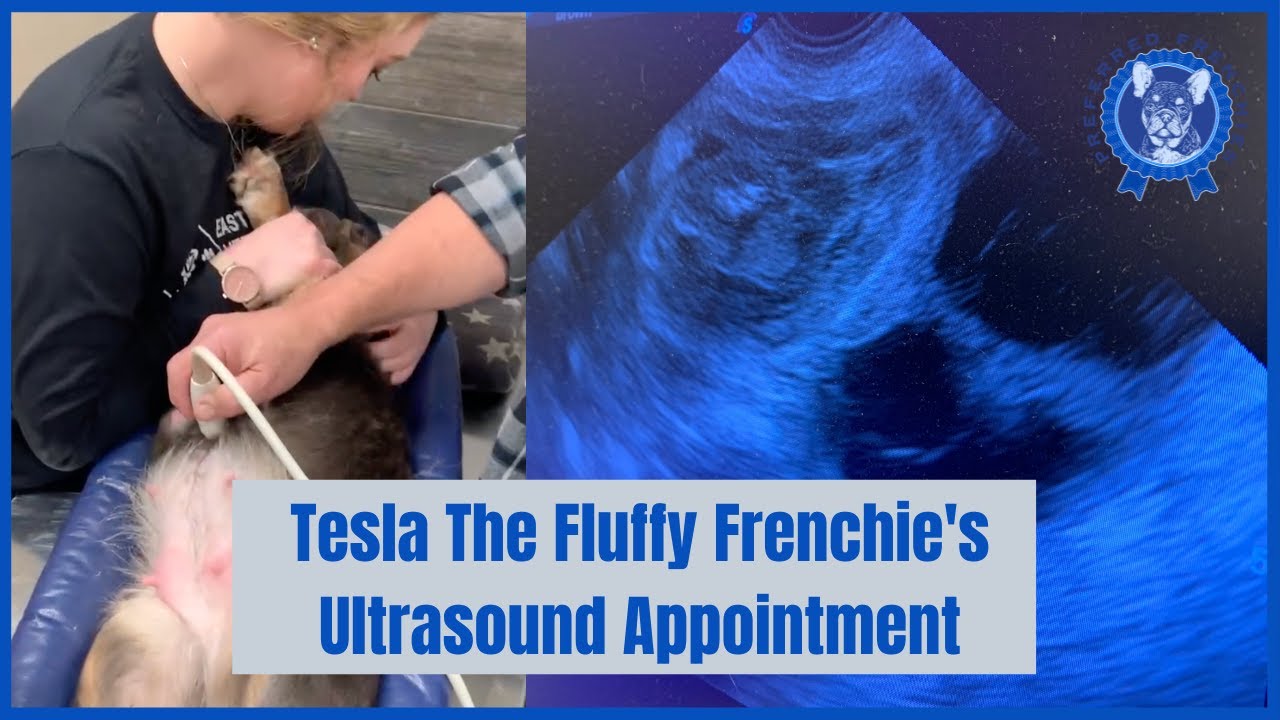 Tesla The Fluffy Frenchie's Ultrasound Appointment - YouTube
