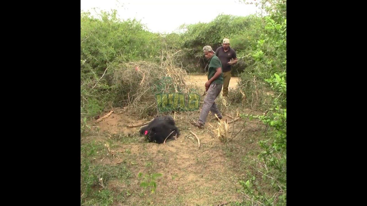 Wildlife officials treated the injured bear | Bear | Injured bear | 野生 ...