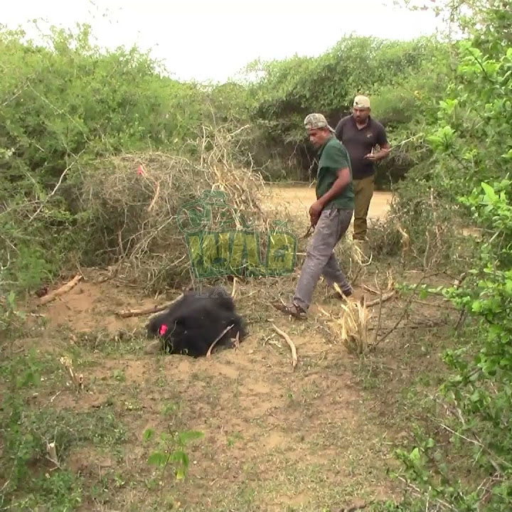 Wildlife officials treated the injured bear | Bear | Injured bear | 野生 ...