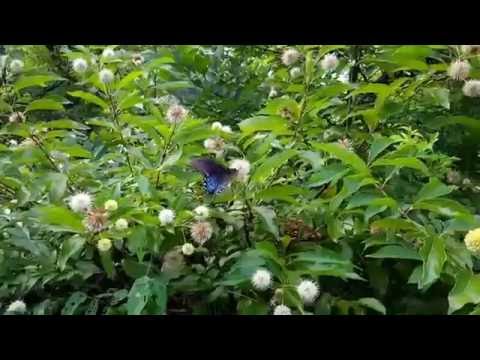 Eastern Tiger Swallowtail on Buttonbush