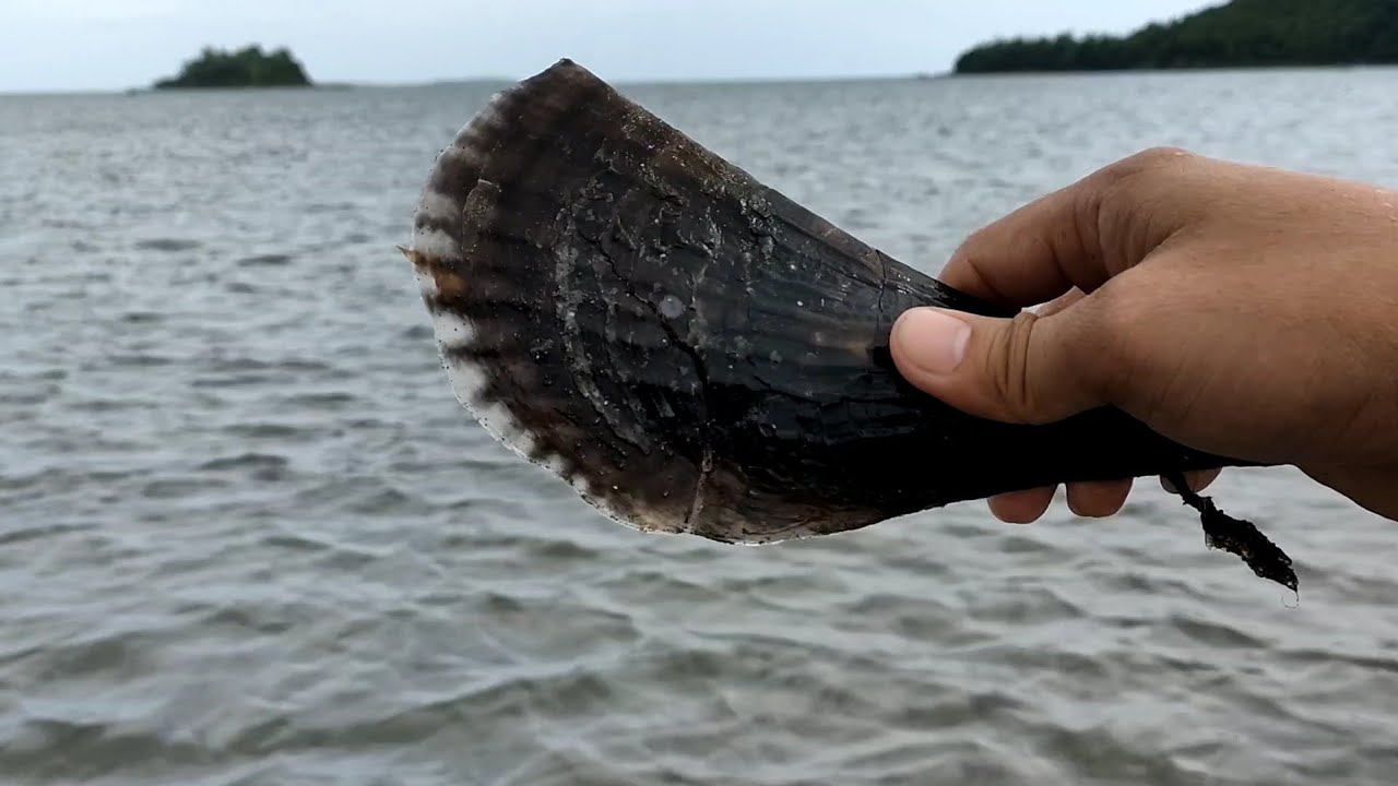 WOW I FOUND AN AXE SHAPE SHELL AT TABUGON ISLAND CARLES SEASHORE - YouTube