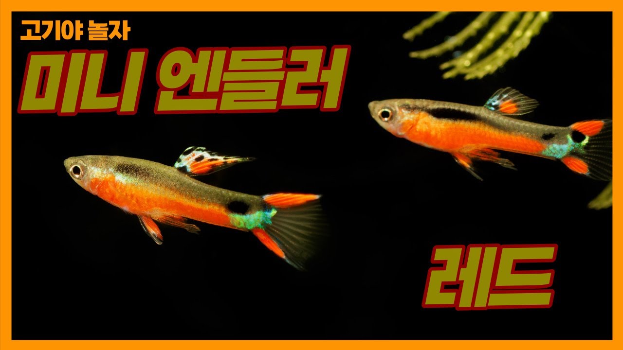 미니 엔들러 레드 구피를 소개합니다 - Introducing the Red Endler's Guppy - YouTube