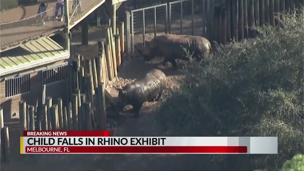 Child injured after falling into Florida zoo's rhino exhibit, officials ...